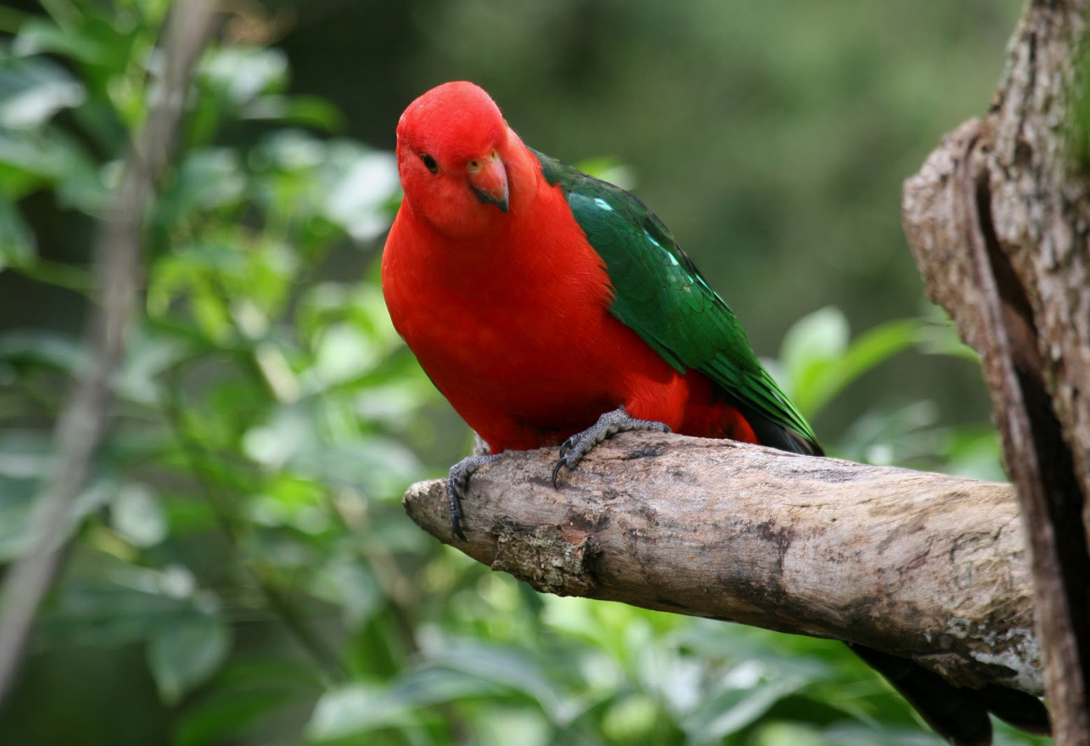 Burung Nuri Raja Ambon - Burung