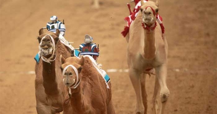 Robot Camel Racing! | Interesting Facts