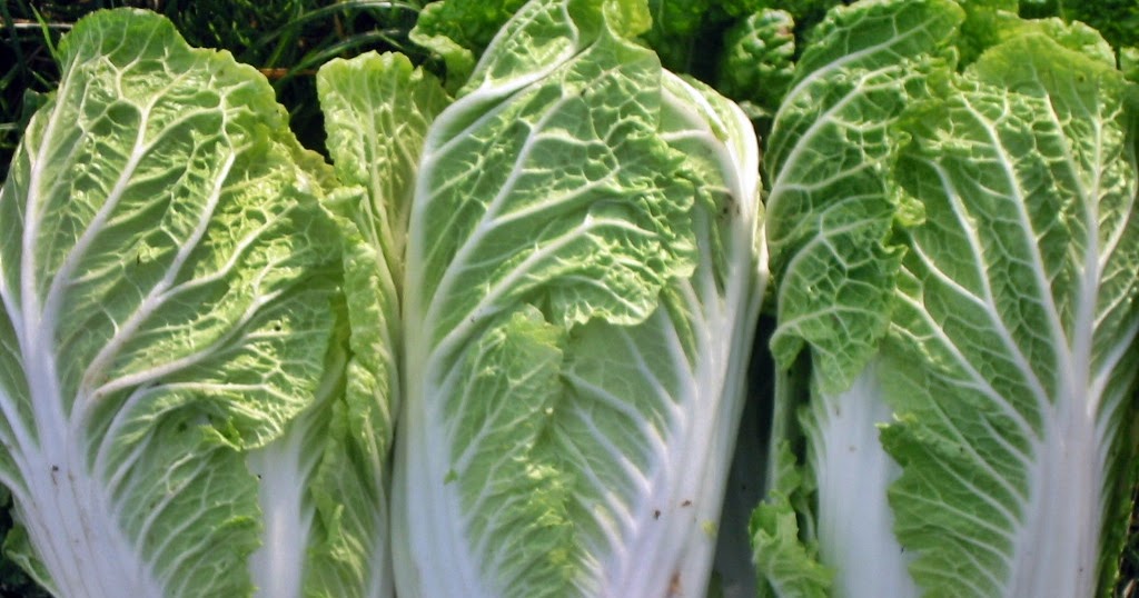 Budidaya Sawi Putih - BUDIDAYAKU