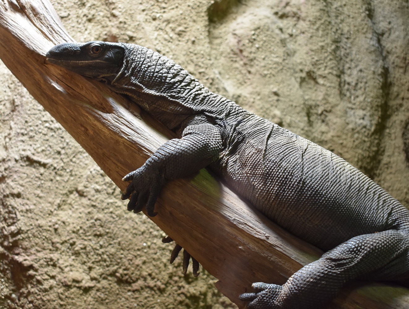 ZOOTOGRAFIANDO (6.100 ANIMALS): VARANO DE CUELLO ÁSPERO / ROUGH-NECKED ...