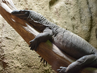ZOOTOGRAFIANDO (6.100 ANIMALS): VARANO DE CUELLO ÁSPERO / ROUGH-NECKED ...