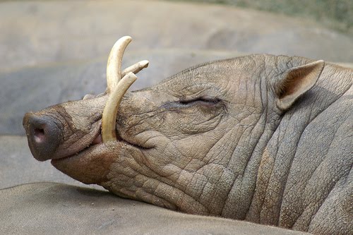 El ojo del buitre: Babirusa (Babyrousa babyrussa)