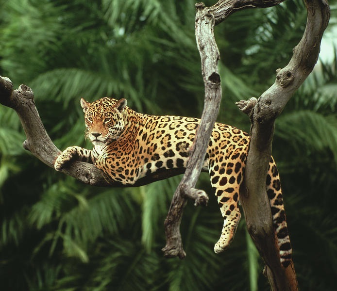 BOLIVIA... LO MEJOR QUE TENEMOS: FLORA Y FAUNA DE BOLIVIA