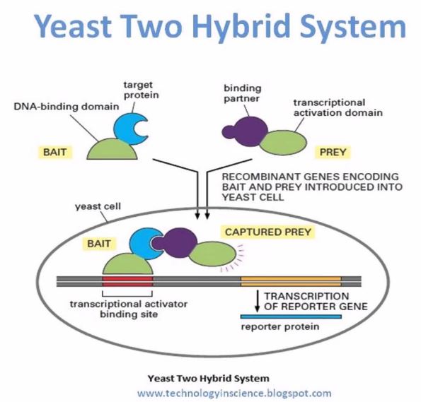 News in Proteomics Research: Correcting protein interaction databases ...