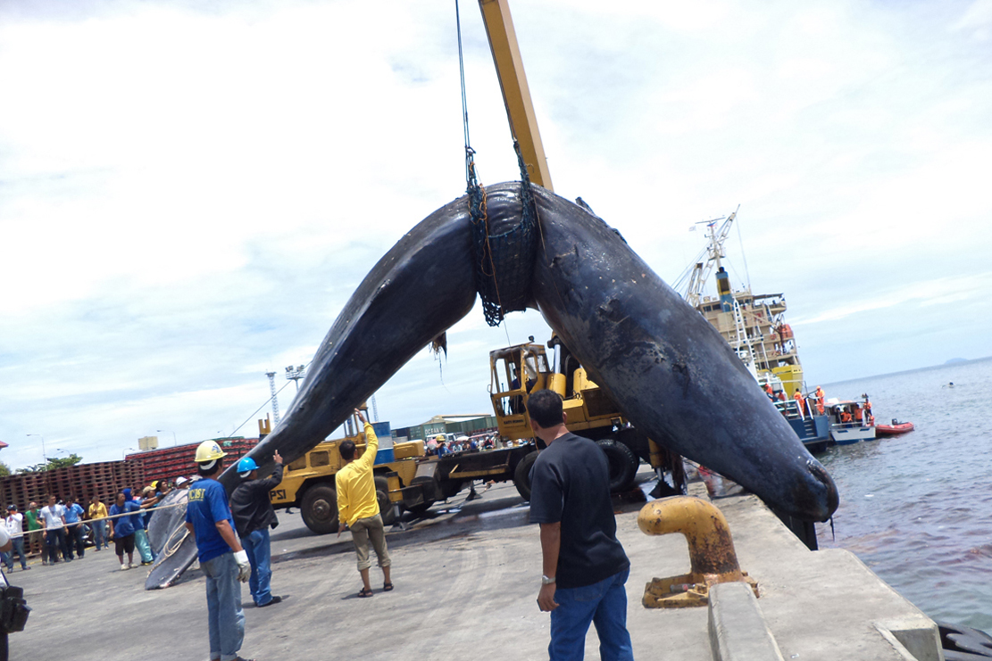 MINDANAO PAGADIAN FRONTLINE: Killer whale natagpuang patay sa karagatan ... MINDANAO PAGADIAN FRONTLINE: Killer whale natagpuang patay sa karagatan ...