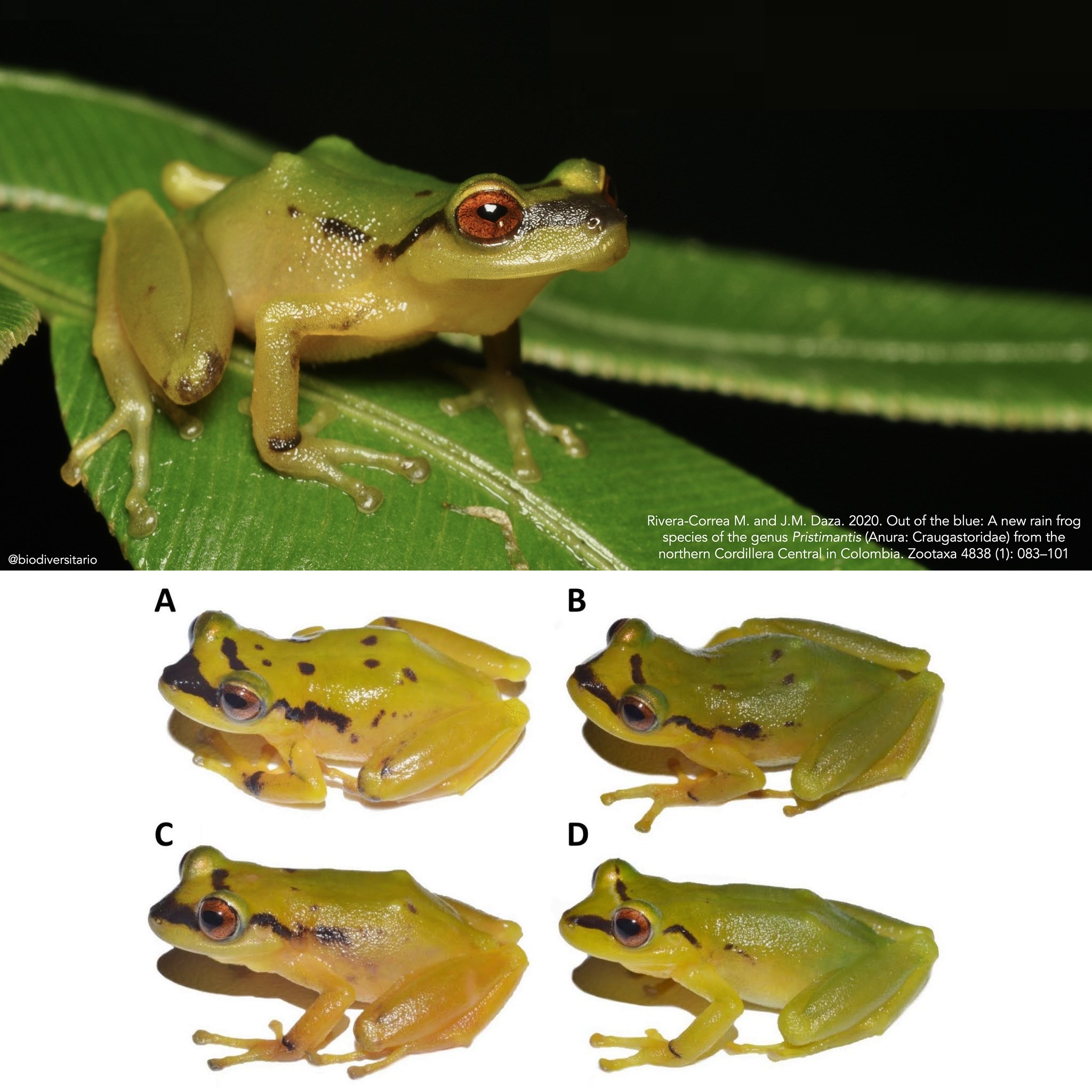 Species New to Science: [Herpetology • 2020] Pristimantis zorro • Out ...