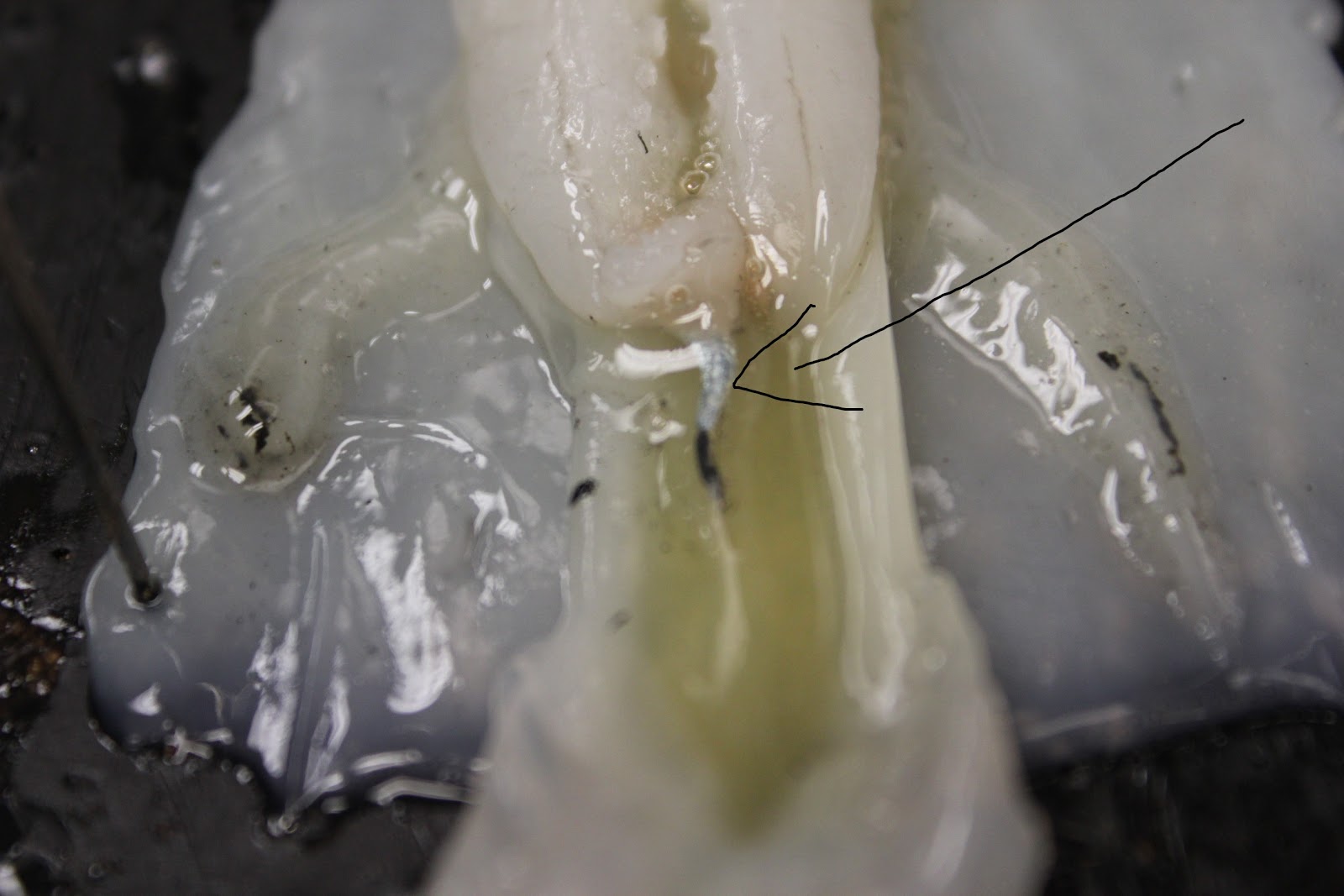 Forever Hold Your Biology Textbook: Squid dissection