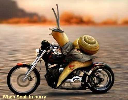 funny snail pictures |Funny Animal