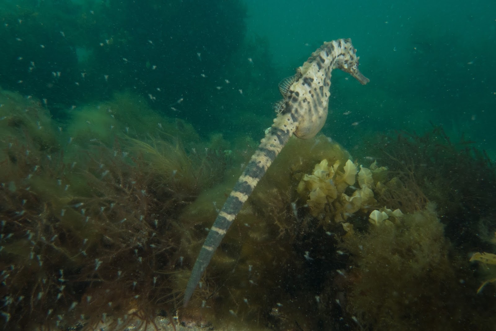 Diving: Rye Pier