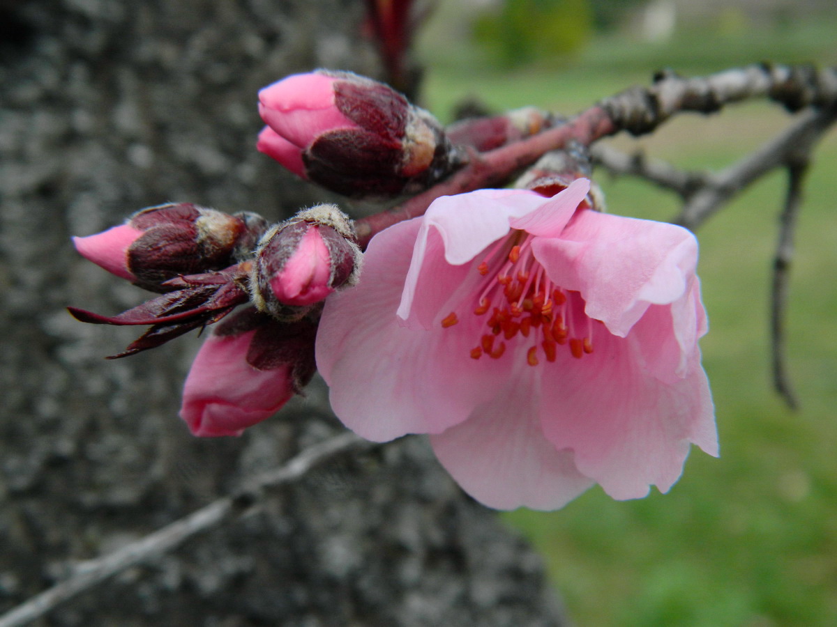 LA MULTI ANI, ROMANIA!: Migdal inflorit