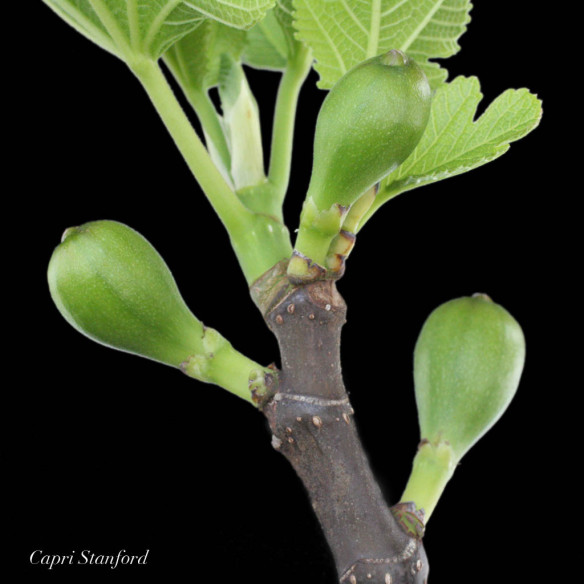 Capri Stanford Fig - Var Tin