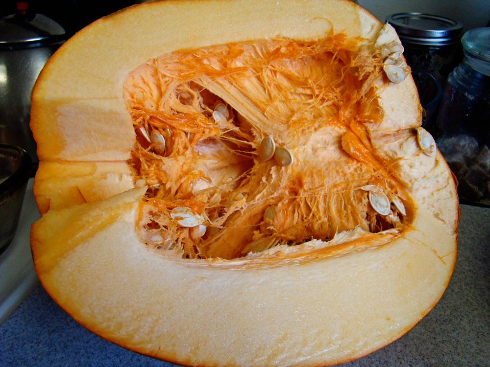 Rurification | Robin Edmundson: Pumpkin Harvest