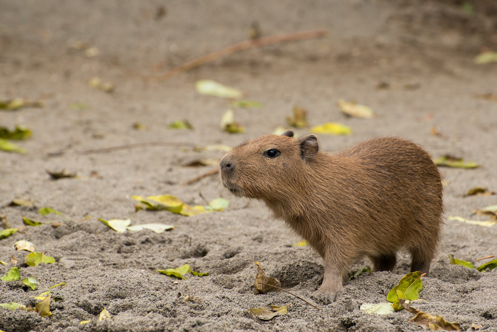 Bank of PhotoGraphics: Ueno Zoo XIII: Capybara 4