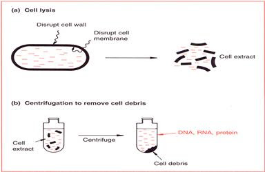 [Purification of DNA from Living Cells] Total cell DNA의 분리 - 1부