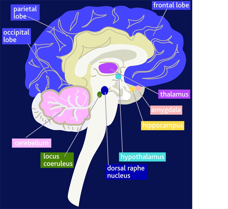 NIDRA IN AYURVEDA: LOCUS CERULEUS