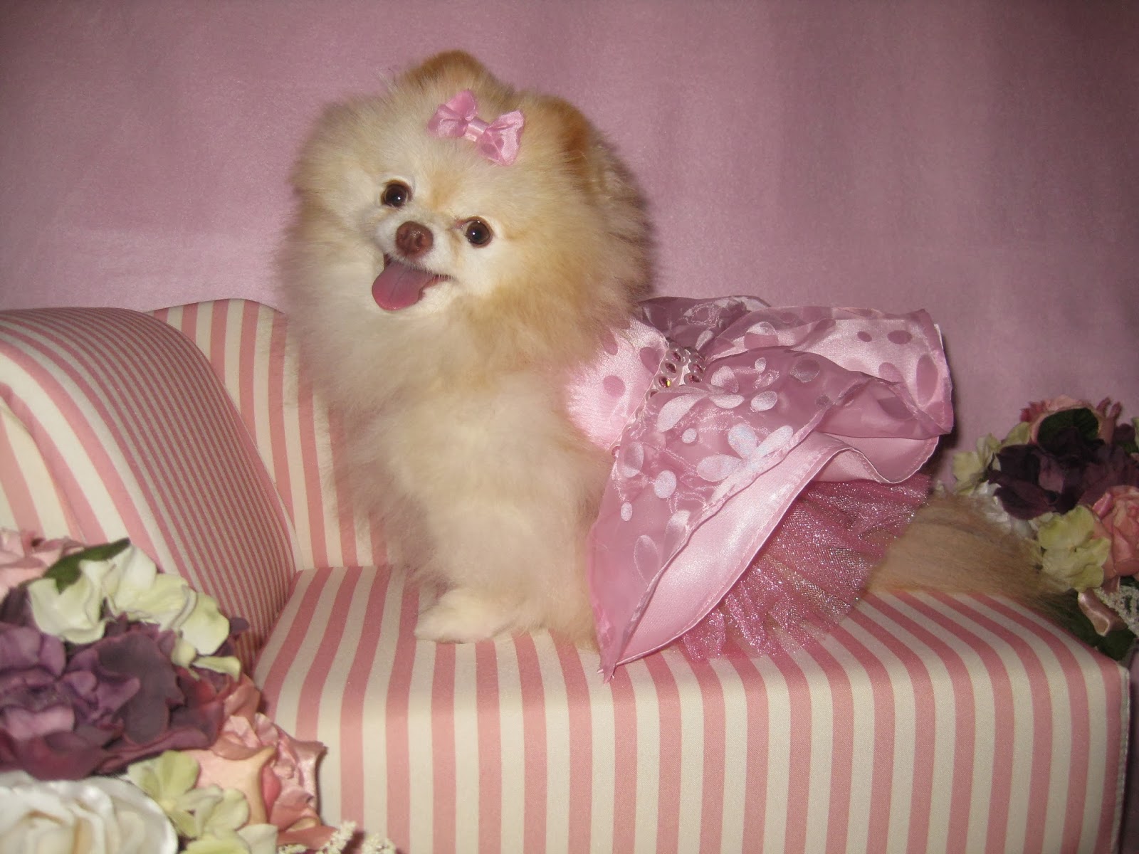 Chloe's World: Diva Dog Pageant Win #2