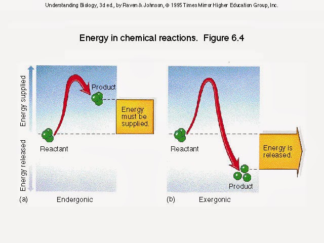 BIO1010MC: Energy