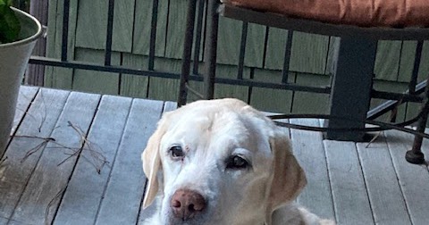 It's Nuts Out There: Once again, we lost a best friend. Our beloved ...