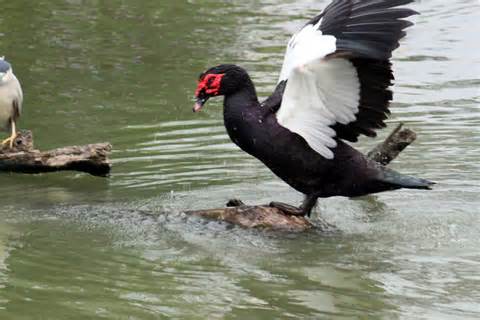 羅: 褐色菜鴨(Brown Tsaiya Duck) 和 番鴨（Muscovy, Cairina moschata）