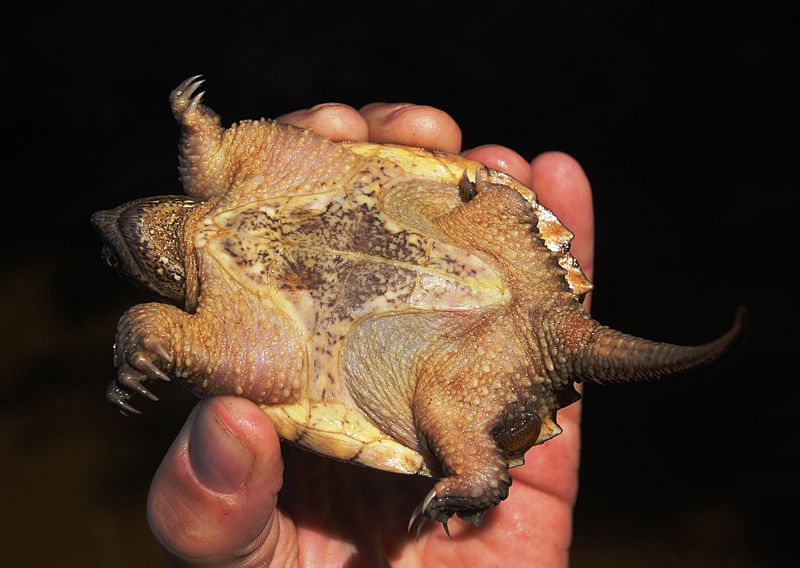 Sci/Why: Giving Turtles a Helping Hand