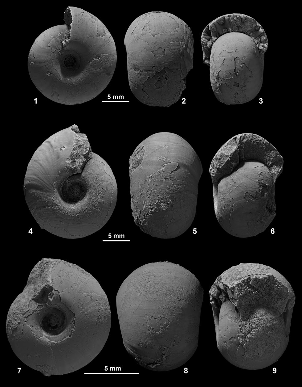 Sciency Thoughts: Ptychites embreei: A new species of Ptychitid ...