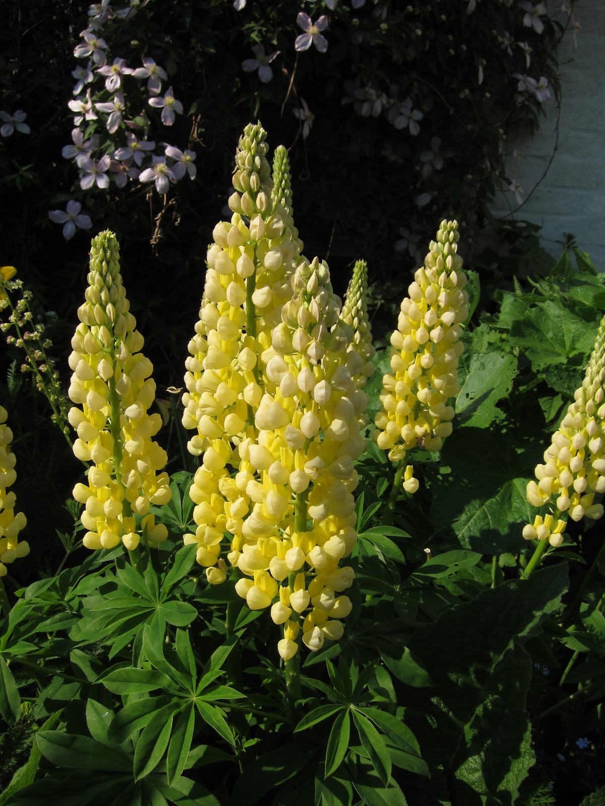 ENGHØJ STAUDE HAVE: Lupiner