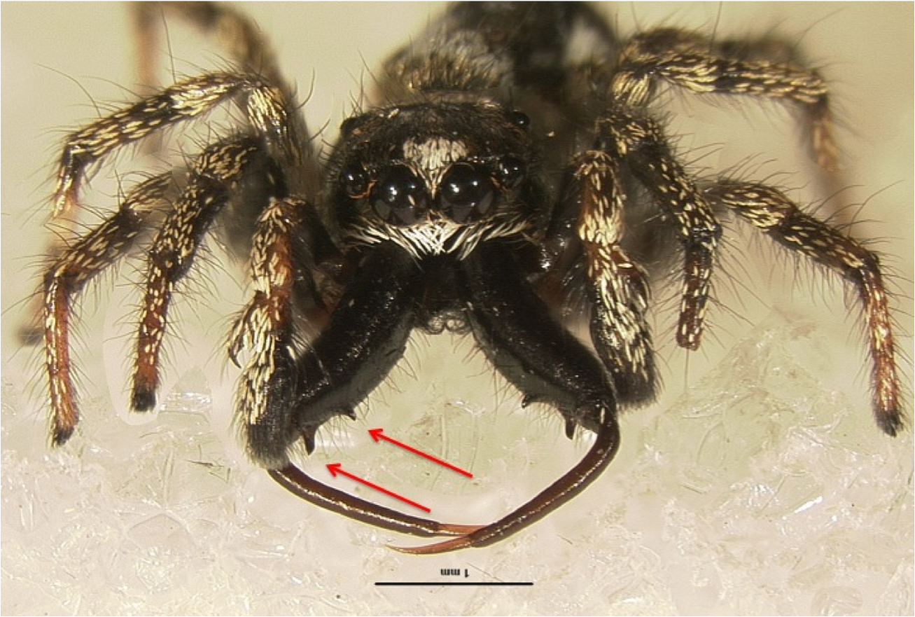 Yours For 8 Eyes: Spiders have Teeth?!