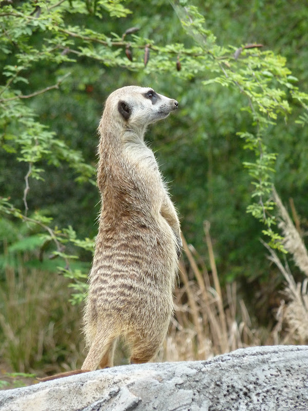 5 Days of Theme Park Schooling-Day 4- Animal Kingdom