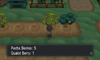 Cultivando as berries na franquia Pokémon - Nintendo Blast
