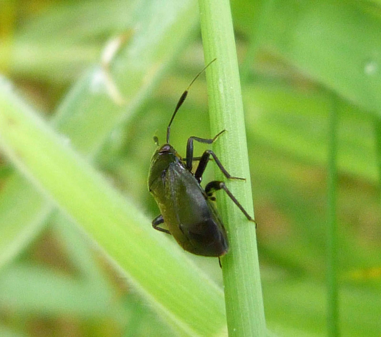 Insects of Scotland: True Bugs