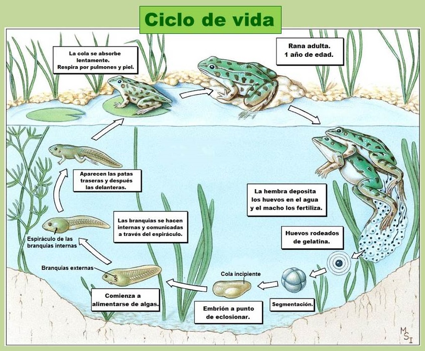 El Monstruito en Monteagudo: Vertebrados IV- Anfibios.
