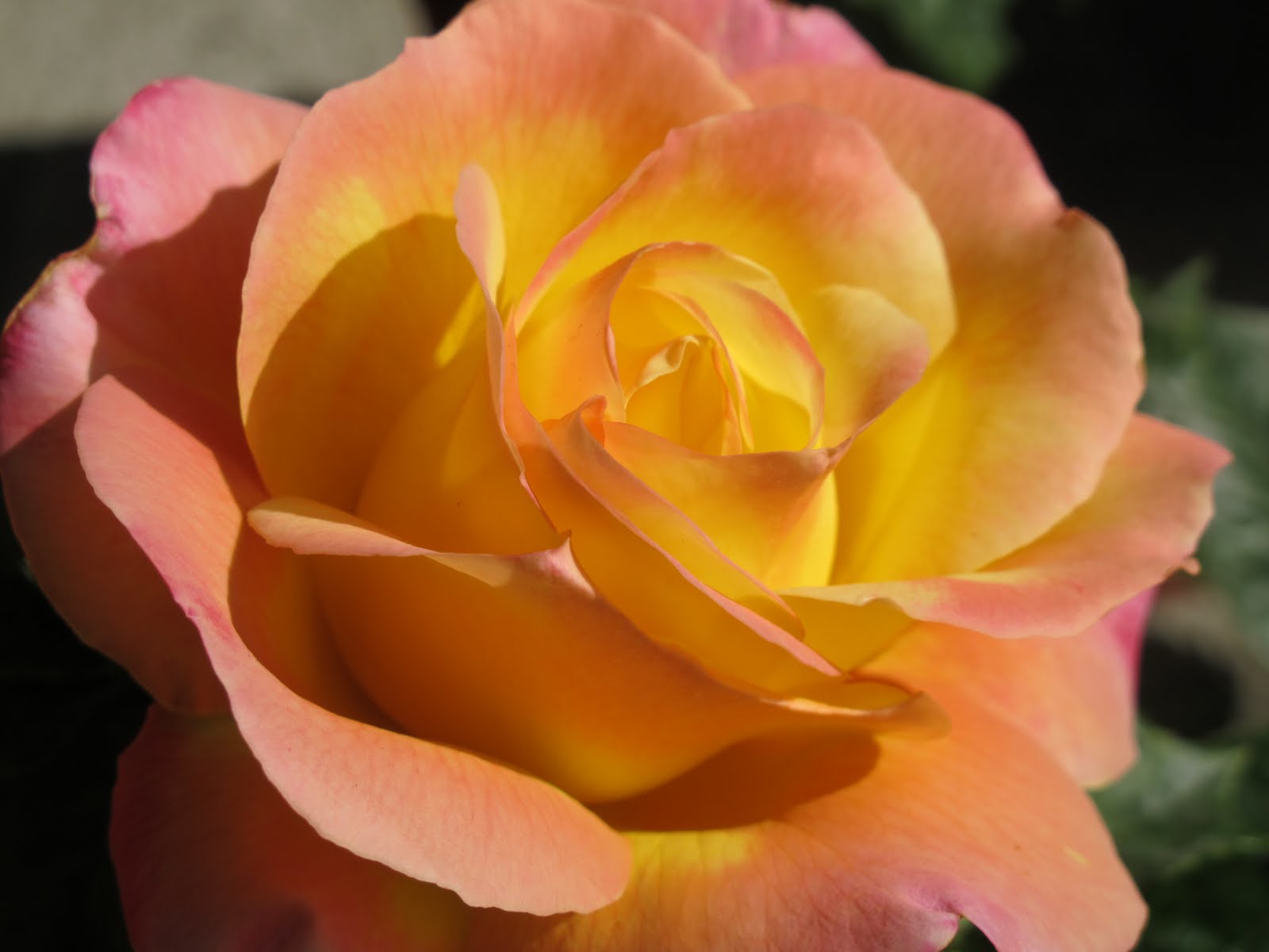 four-eyes rella: 2011-07-10