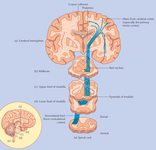 Blogão de Fisio: MEDULA ESPINHAL