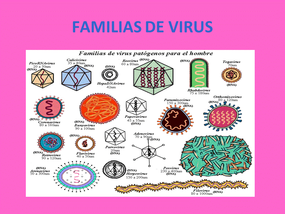 L122: VIROLOGIA GENERAL