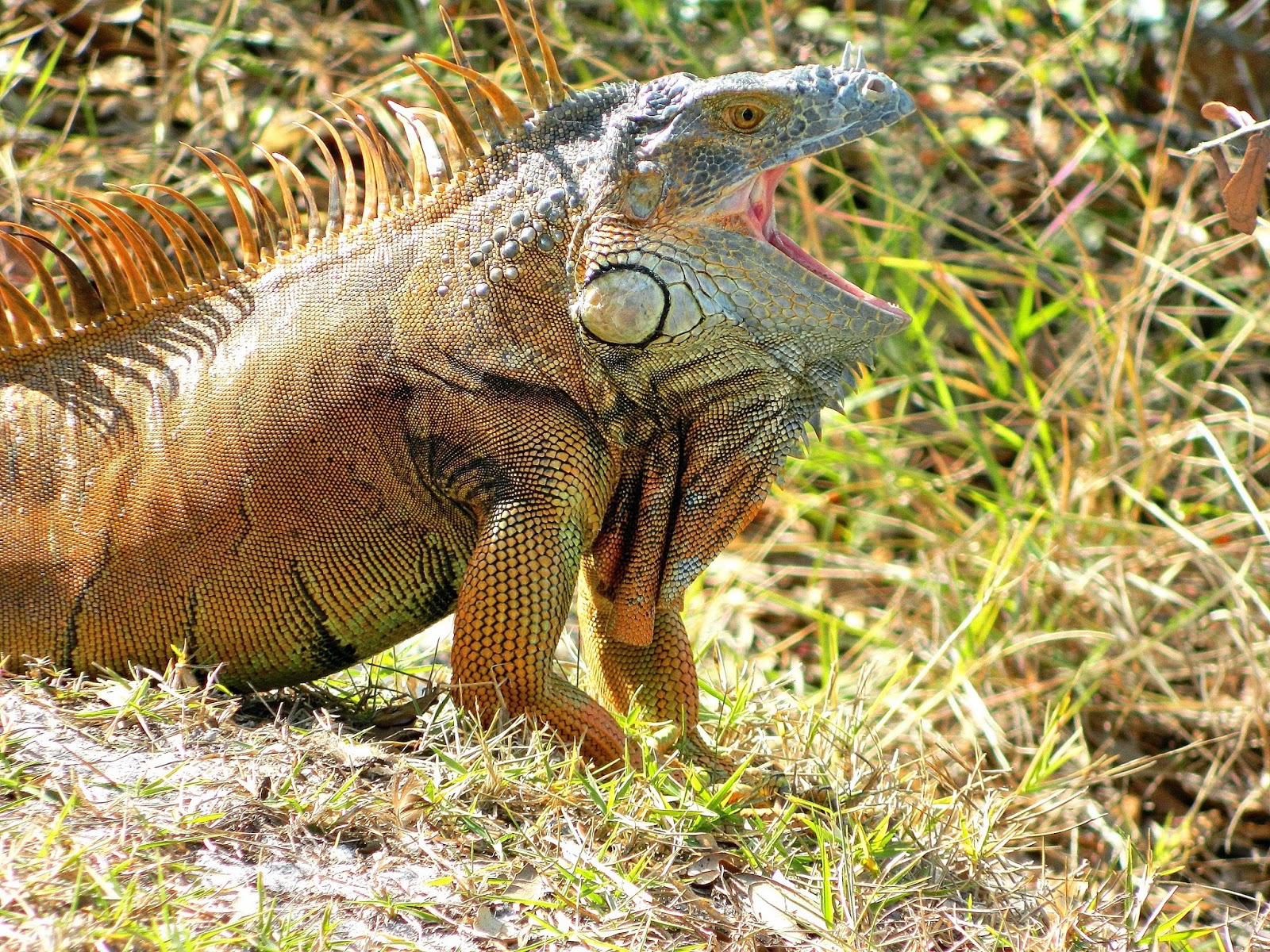 hewan-purba2016: iguana world Images