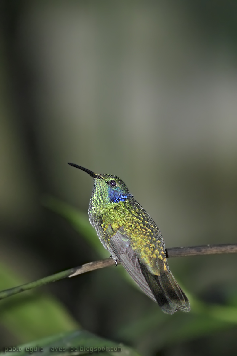 mis fotos de aves: Colibri thalassinus Colibrí Chico Green Violet-ear