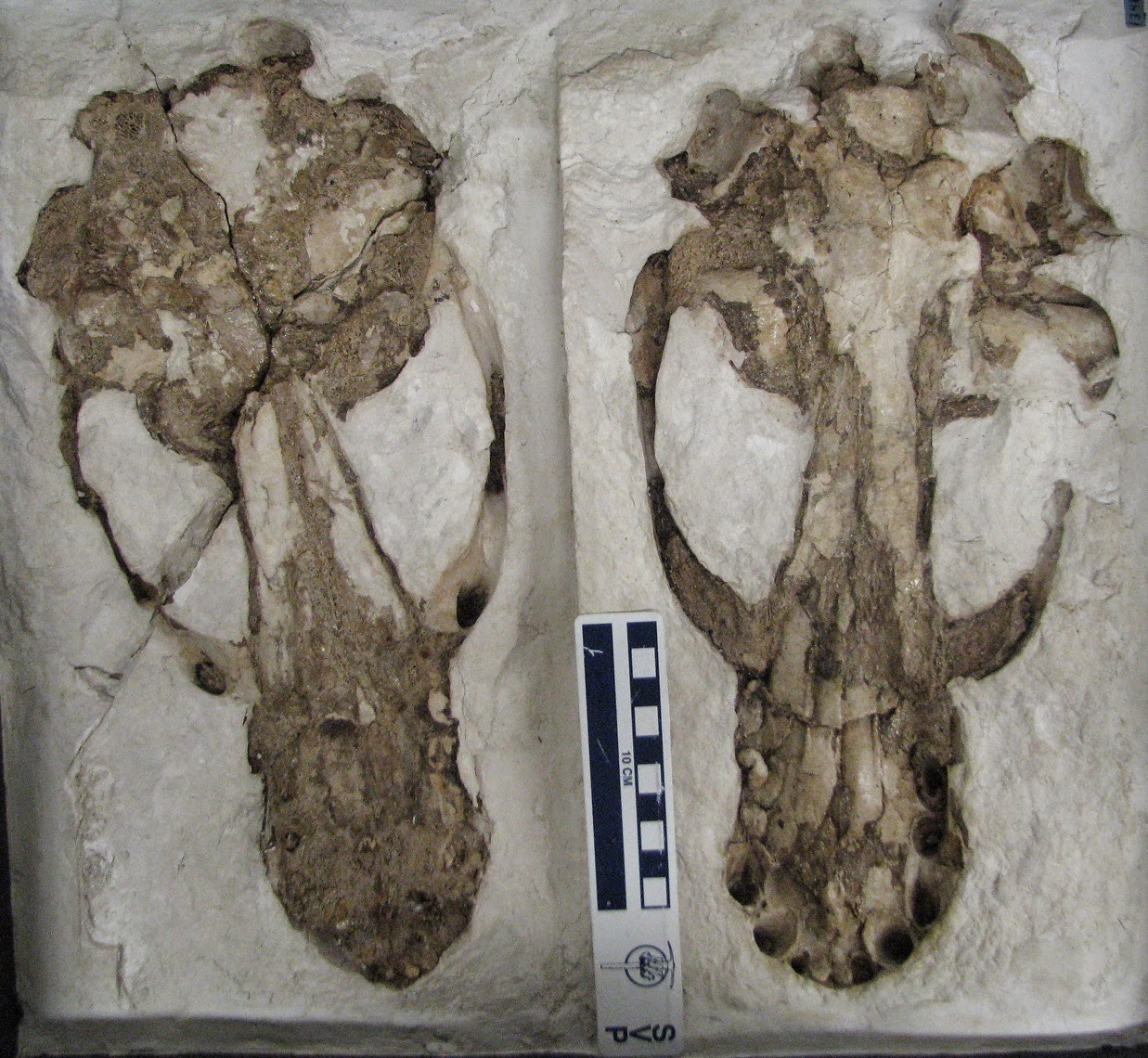 The Coastal Paleontologist, atlantic edition: The evolutionary history ...