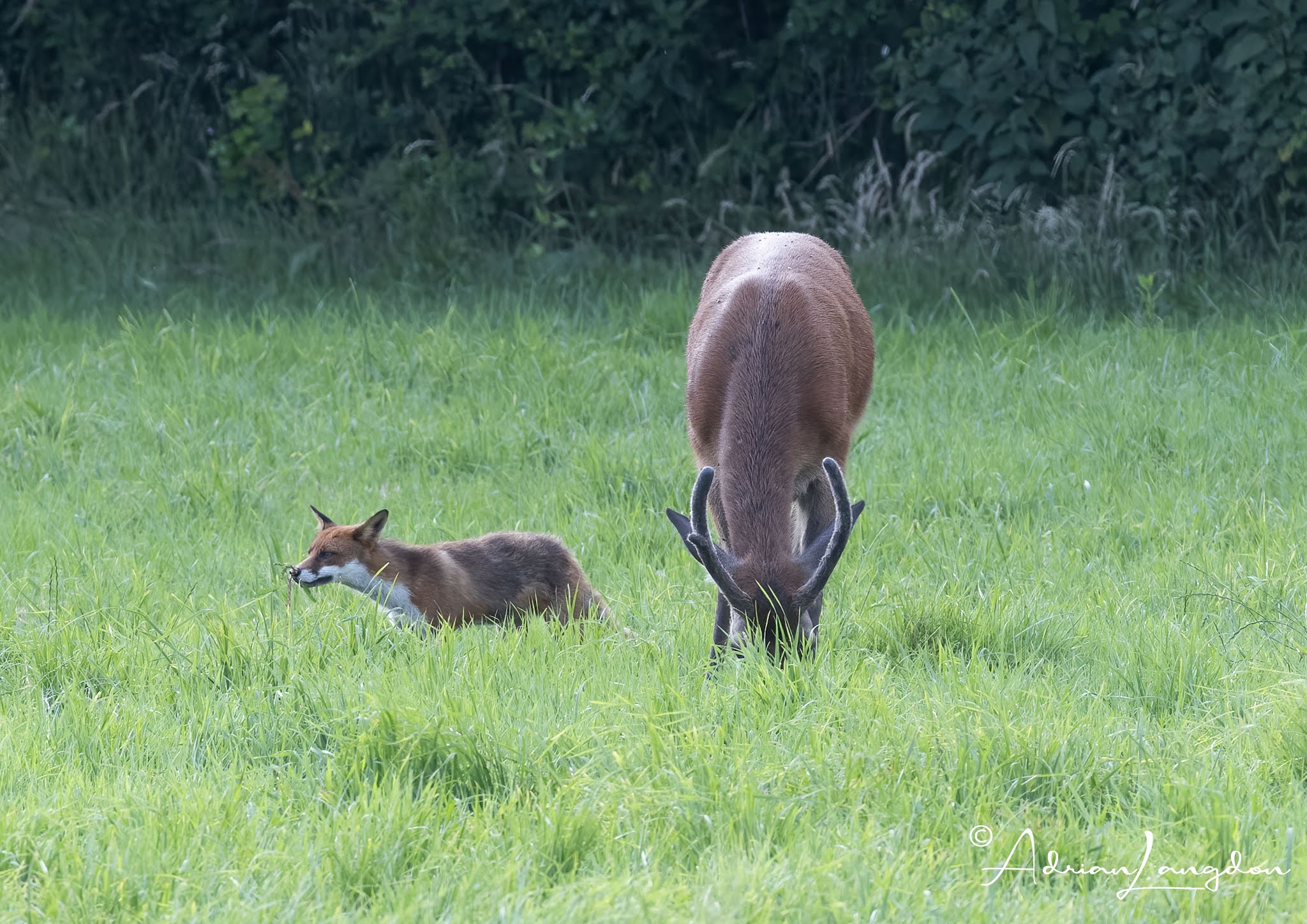 images-naturally!: Red deer and red fox together in harmony? 28th July ...