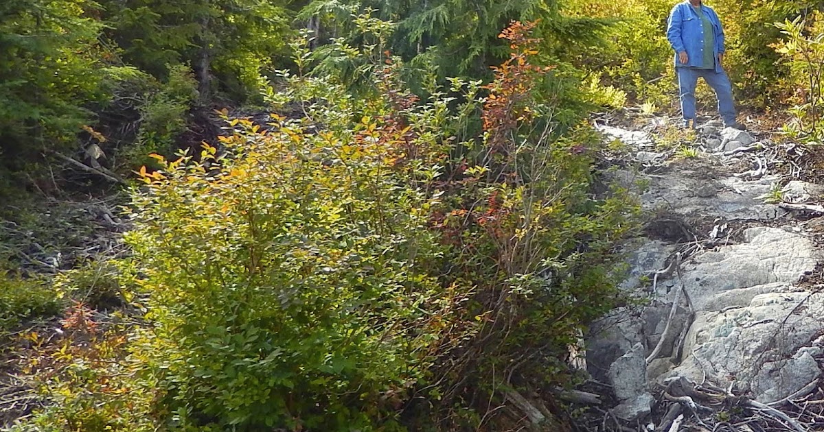 Powell River Books Blog: Coastal BC Plants: Black Huckleberry