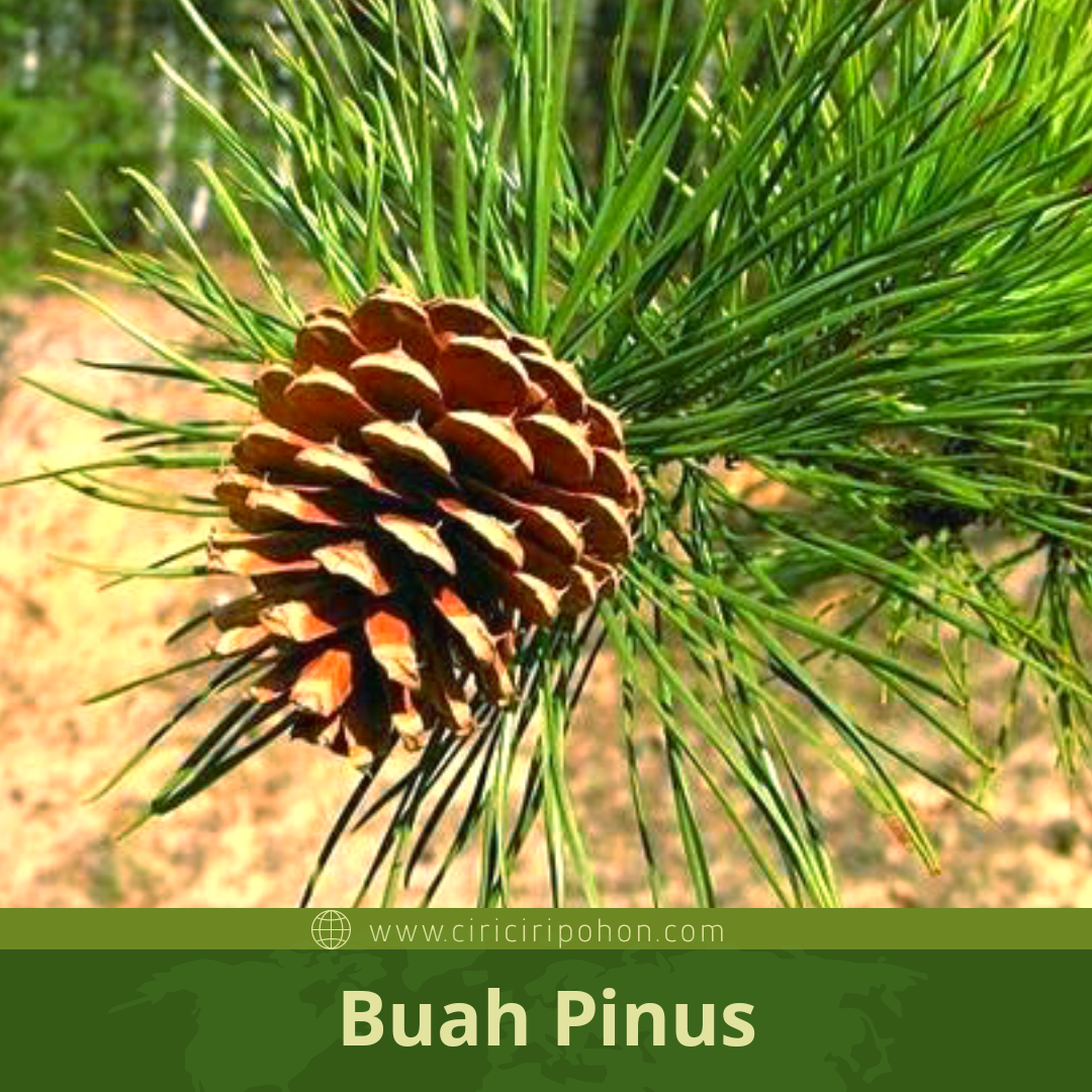 Pohon Pinus Rigida Jadi Habitat Bagi Satwa Liar - Ciriciripohon.com