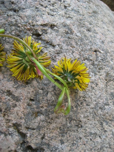 Wanderings: How to make a dandelion chain necklace {tutorial}