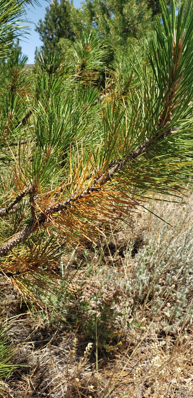 JeffCo Master Gardeners: Freeze, Drought and Damage to Trees by Heather ... JeffCo Master Gardeners: Freeze, Drought and Damage to Trees by Heather ...