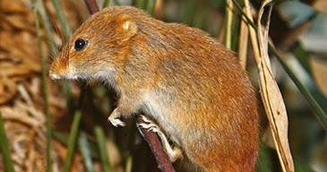 Synapsida: Small British Mammals: The Smallest Mice