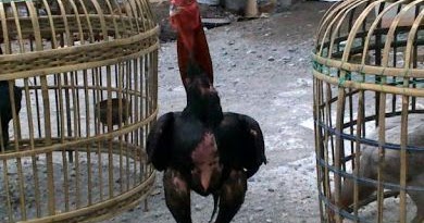 Cara Mengatasi Tembolok Mampat Pada Ayam | Ternak Ayam