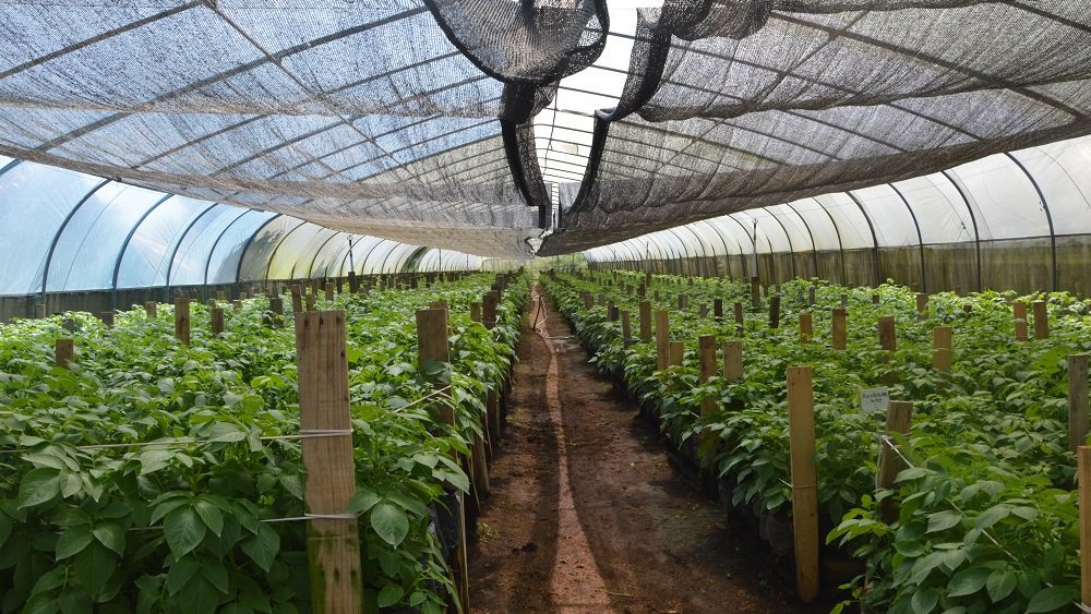 Apa Itu Paranet? Yuk Cek Disini Pengertian dan Manfaatnya | Jual ...