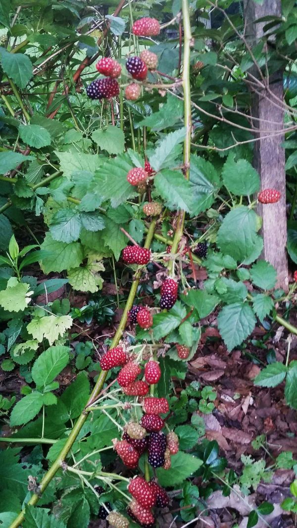 Future Plants by Randy Stewart: Raspberries and Blackberries