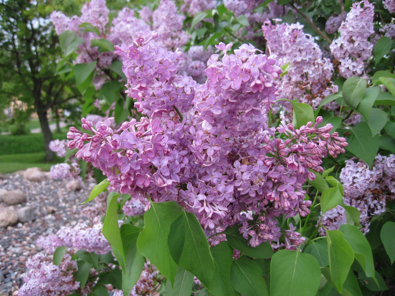 Gordon W. Fredrickson: Lilacs