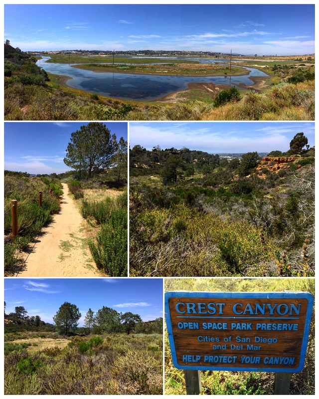 AdventureGraham: Hike #37 Crest Canyon & Torrey Pines State Reserve ...