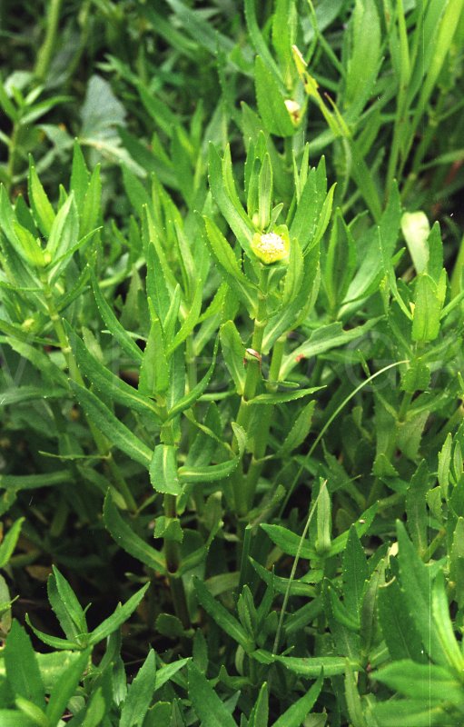 আমাদের খাদ্য, স্বাস্থ্য ও বিনোদন ৷ Daily Food, Health & Entertainment.