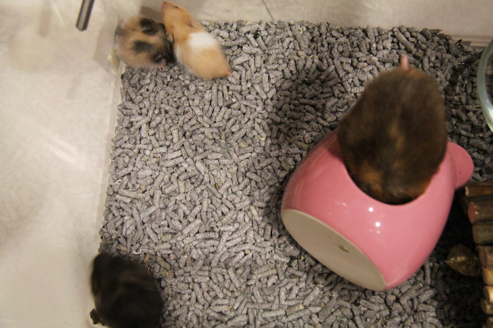 Natural PawPals: Cherimoya the Calico (aka Tortoiseshell Banded) Syrian ...